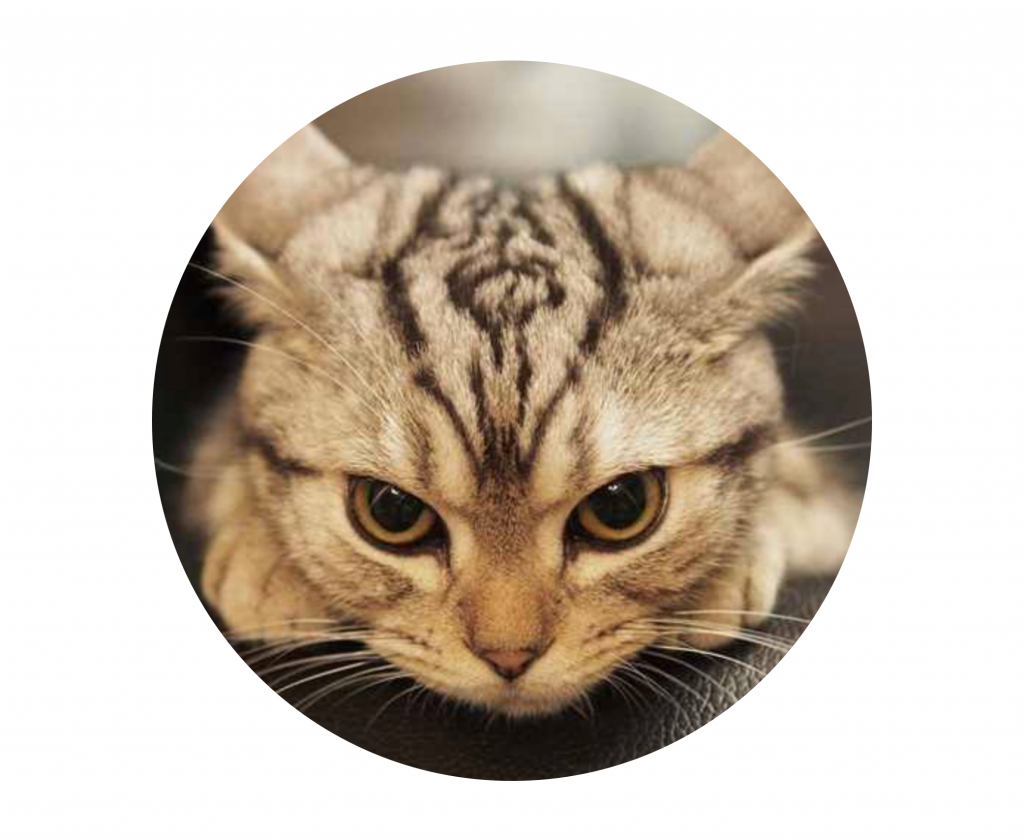 A guide to a cat’s facial expressions