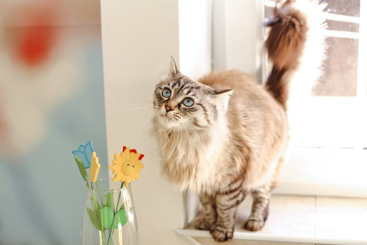 What is my cat’s tail telling me?