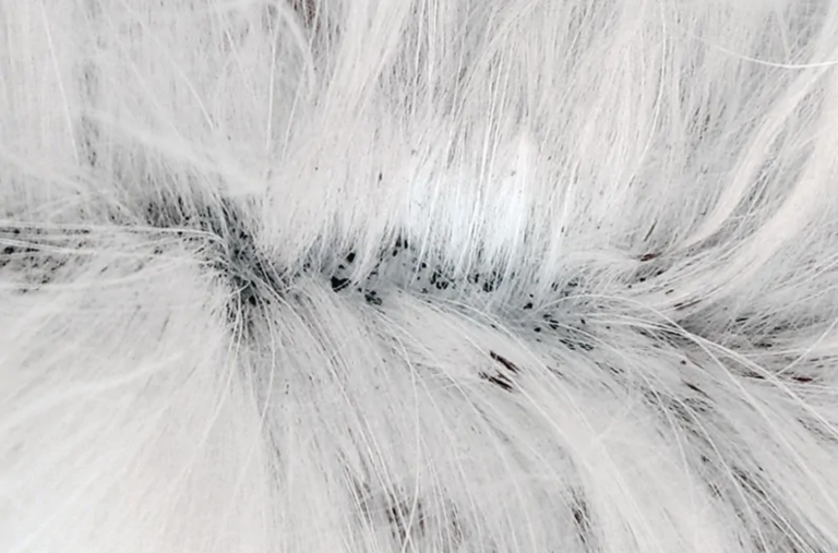 Cat Flea Advice and Facts