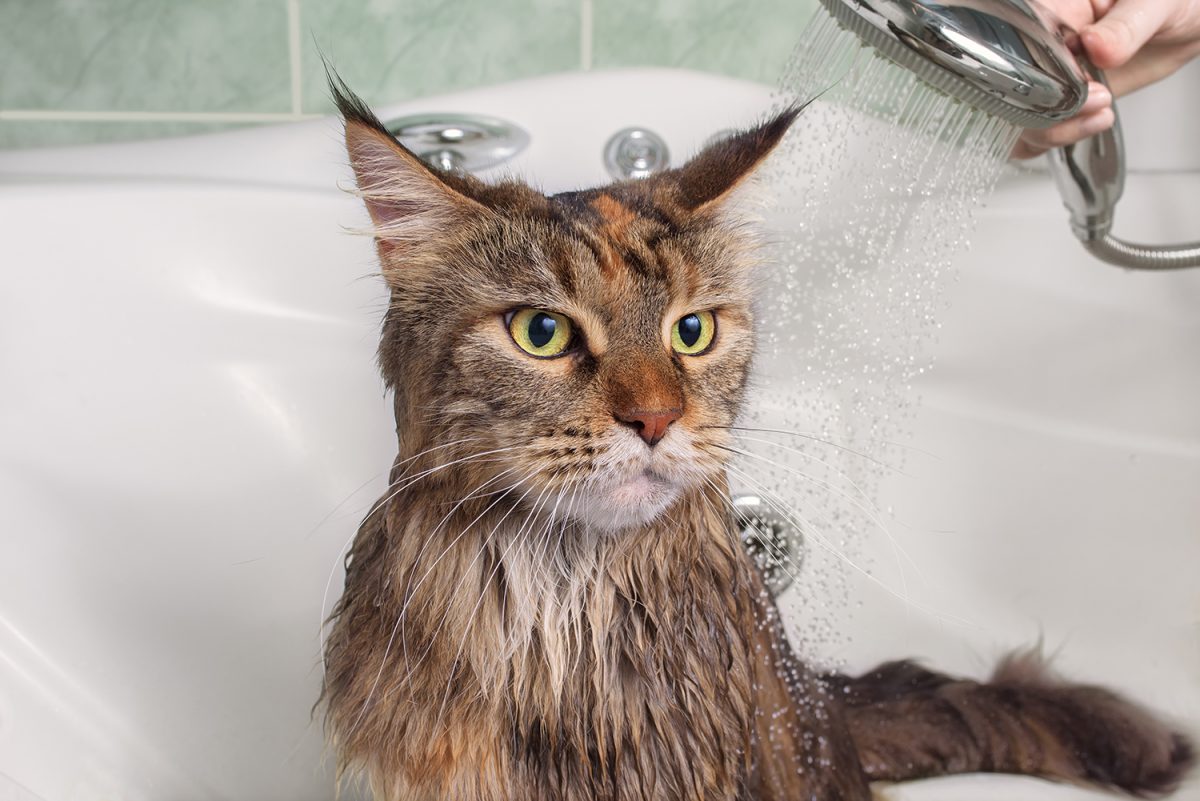 Should I Bathe My Cat?