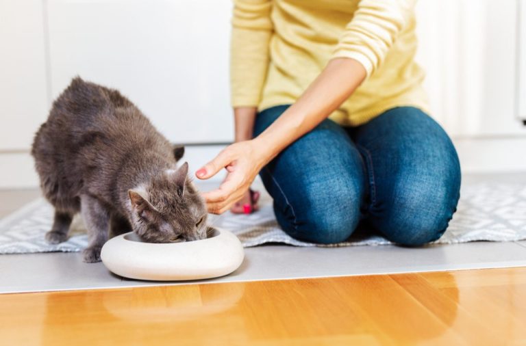 What is cat sitting, and how do I find a trustworthy 5-star cat sitter?