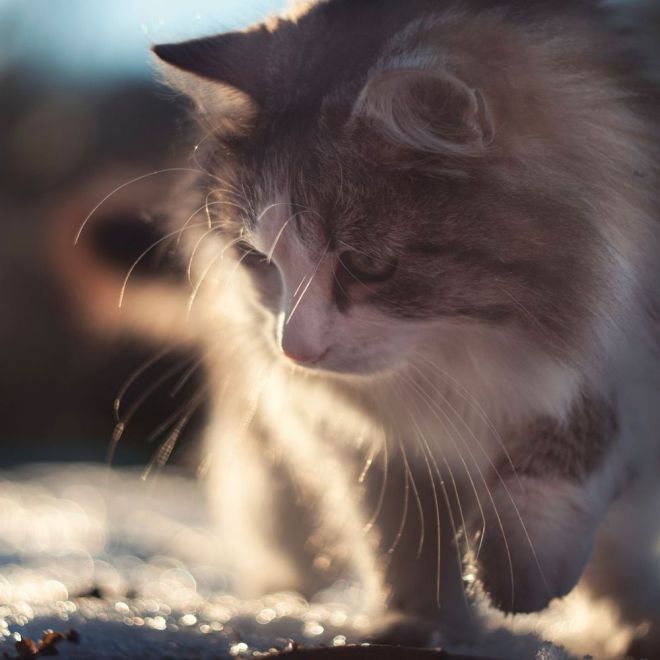 Is My Cat Freezing? Tips for Keeping Your Cat Warm in the Winter