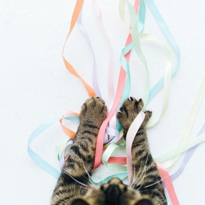 How Do I Play With My Cat? Tips for Playing With Cats