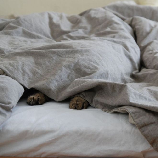 Les chats au lit: pourquoi votre chat aime dormir avec vous?