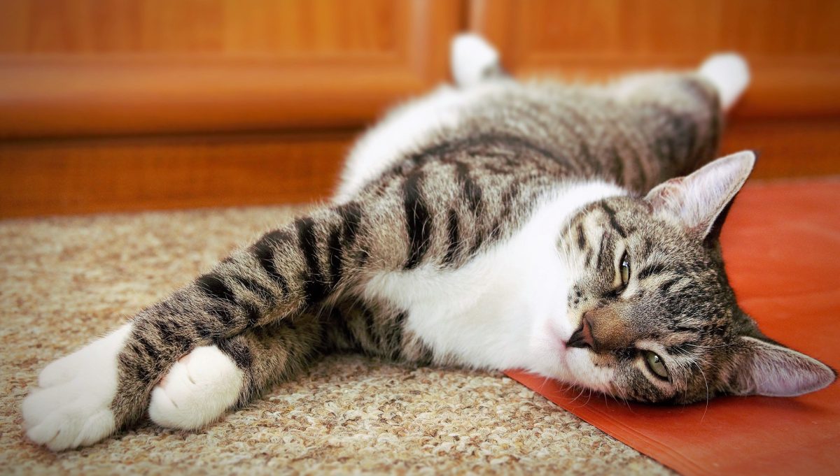 Steckbrief Europäisch Kurzhaar Katze