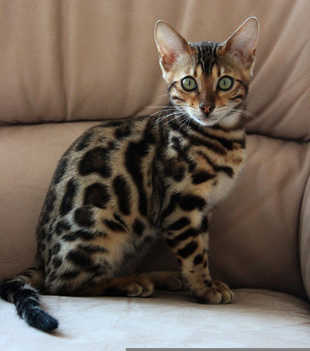 Steckbrief Bengalkatze