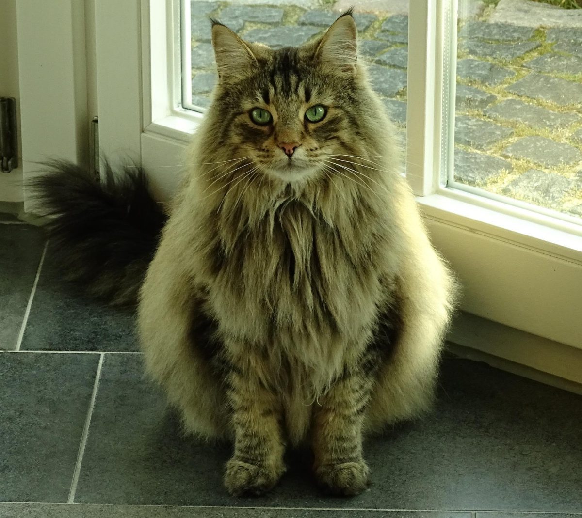 Steckbrief Norwegische Waldkatze