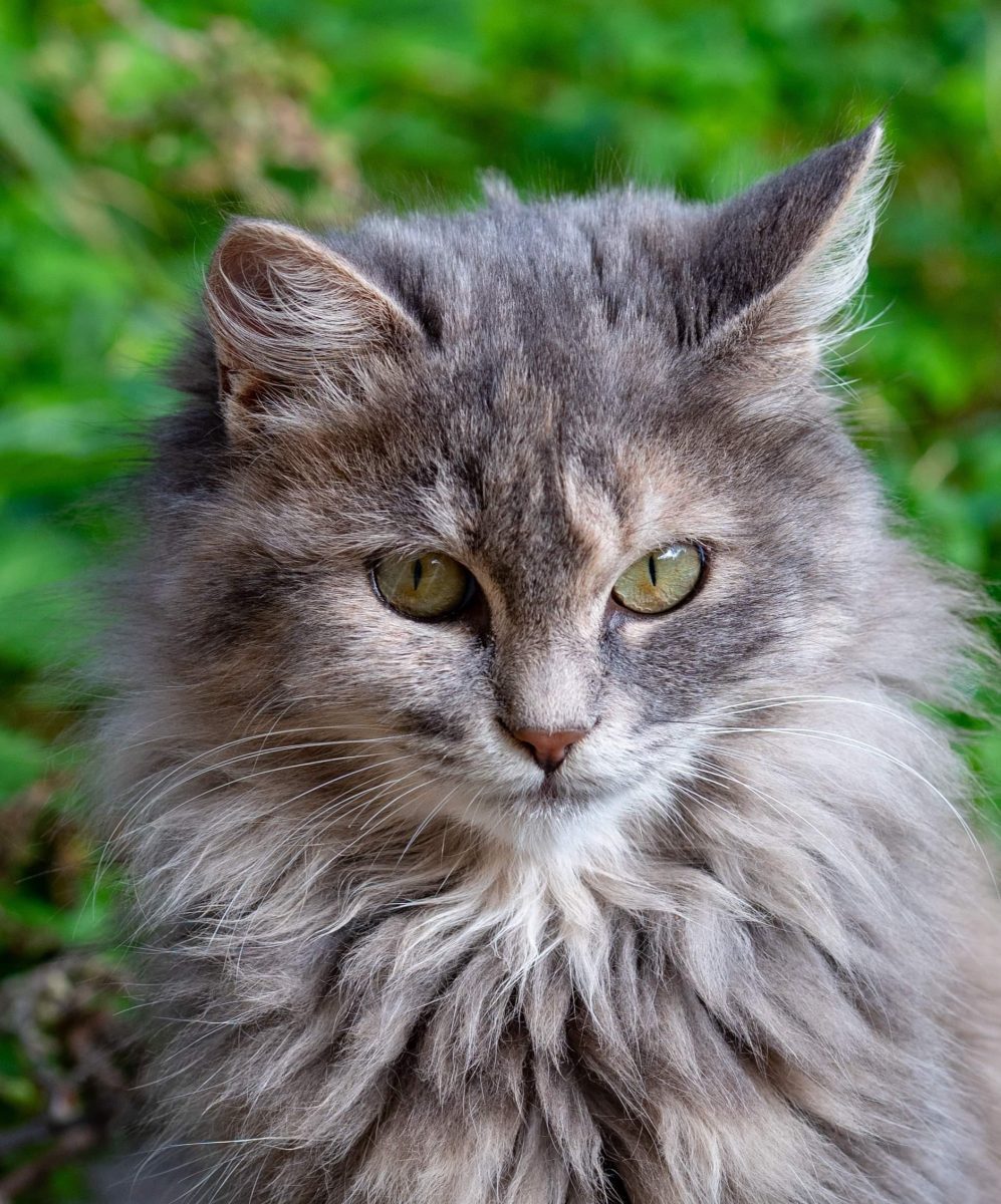 Everything You Need to Know About the Norwegian Forest Cat