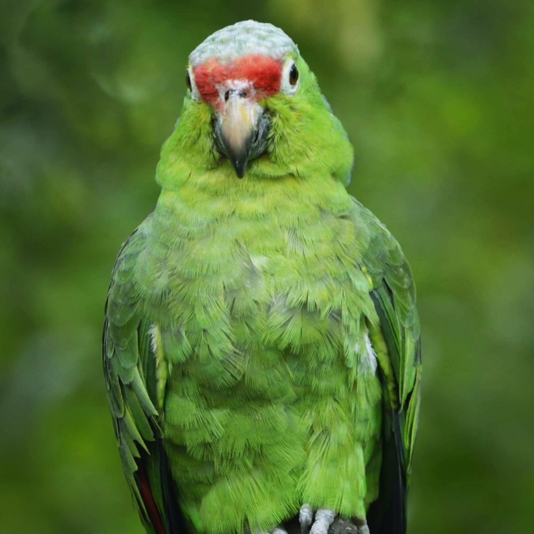 Cats, Dogs, Rabbits, and Birds: 6 Brave Pets Who Became Heroes