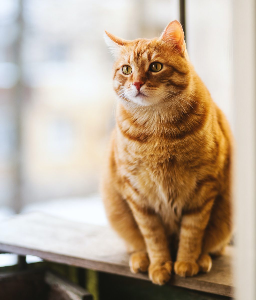 Who Are Ginger Cats? 5 Fun Facts About These Fabulous Felines