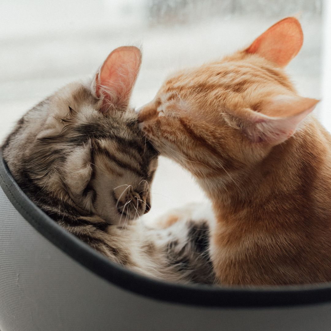 Who Are Ginger Cats? 5 Fun Facts About These Fabulous Felines