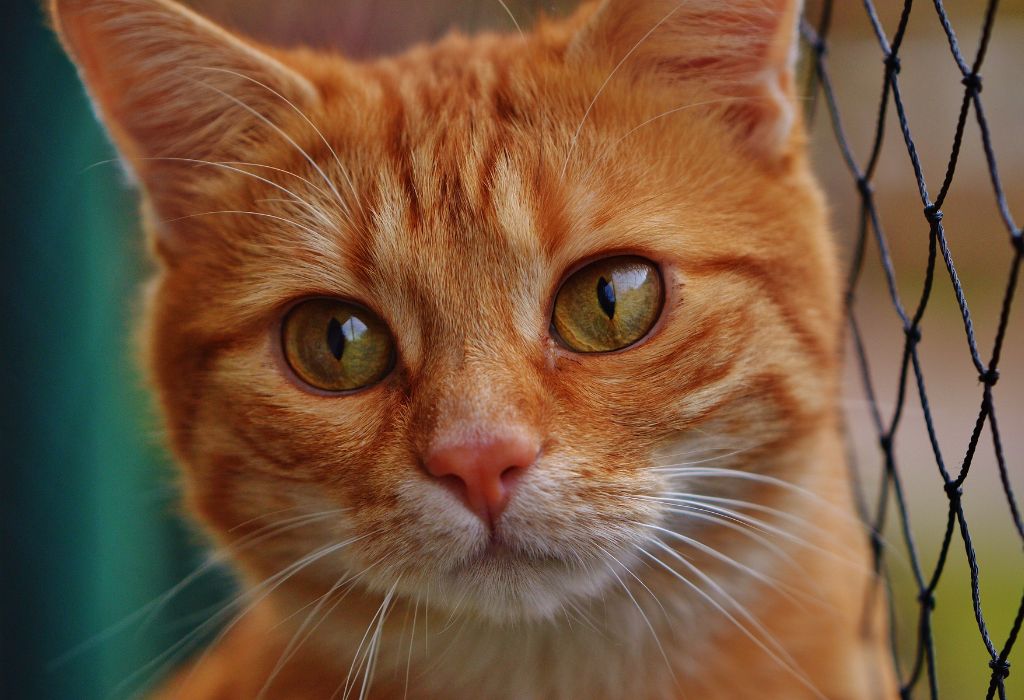 Who Are Ginger Cats? 5 Fun Facts About These Fabulous Felines