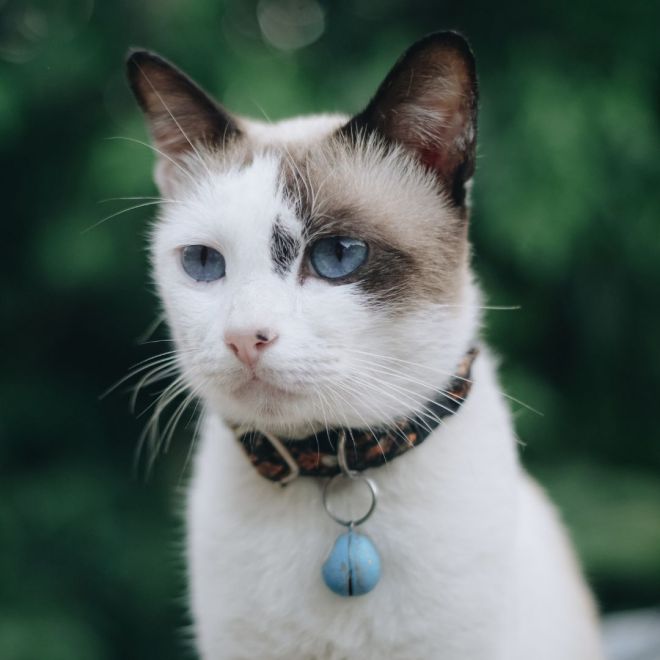 How to Choose the Best Cat Flap and Train Your Cat to Use It
