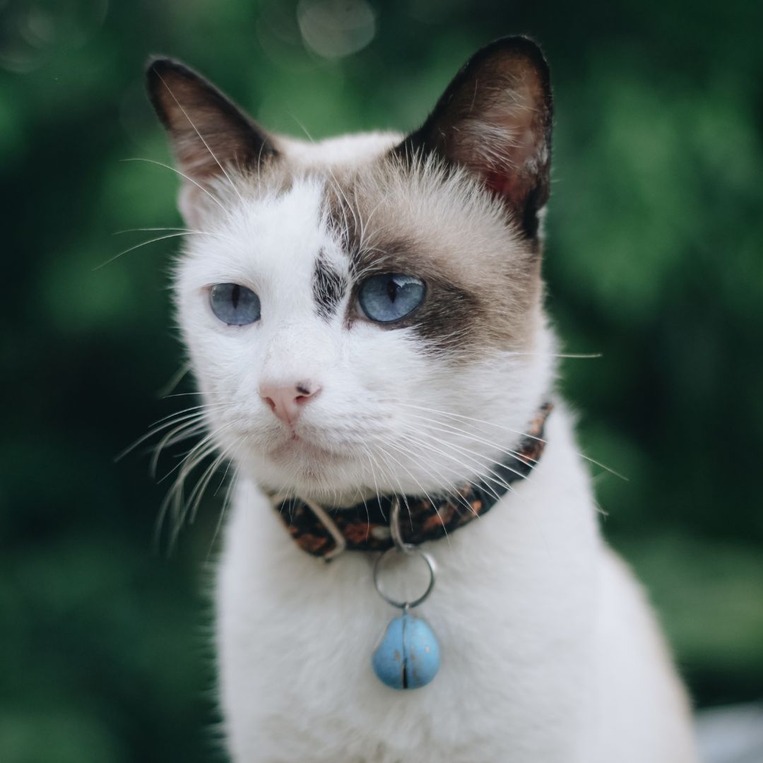 How to Choose the Best Cat Door and Train Your Cat to Use It