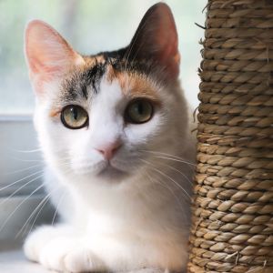 Top Tips to Help You Approach a Cat for the First Time