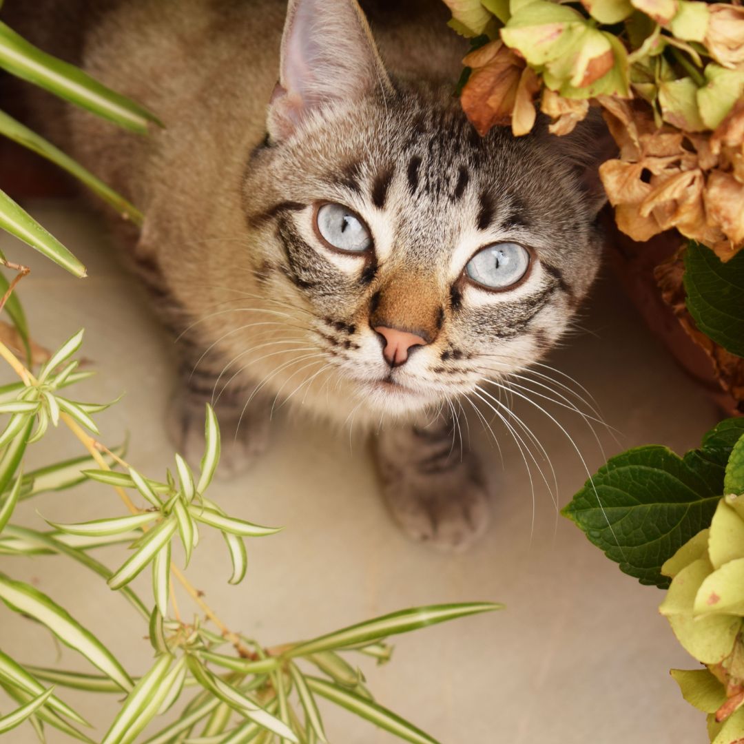 Who Let the Cats Out? Steps to Letting Your Cat Outside for the First Time