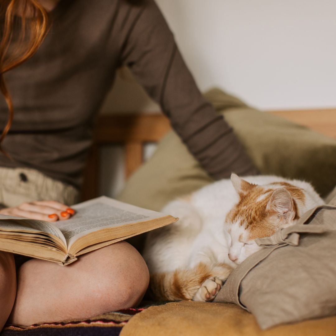 Cat Sitting Purr-Fection: DOs and DON’Ts of Cat Sitting