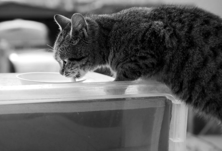 Cat Safety Tips: How to Ensure the Safety of Your Cat Sitting Clients