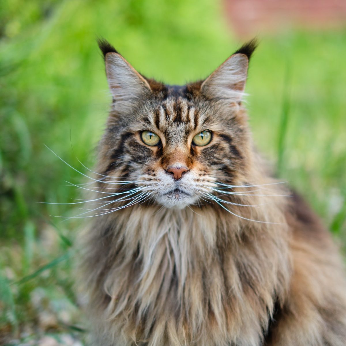 Maine Coon Cats: Fall in Love With the Gentle Giant of Cat Breeds