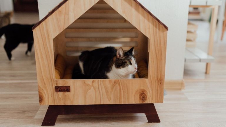Cat Day Care, Boarding, or Catteries: What’s the Right Choice for Your Cat?