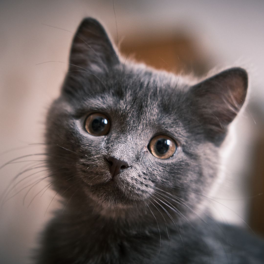 Do Cats Sulk? How to Spot an Upset Cat (And What to Do About It)