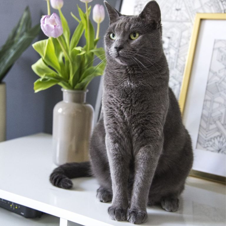 Czars of Cats: What You Need to Know About the Russian Blue Cat Breed