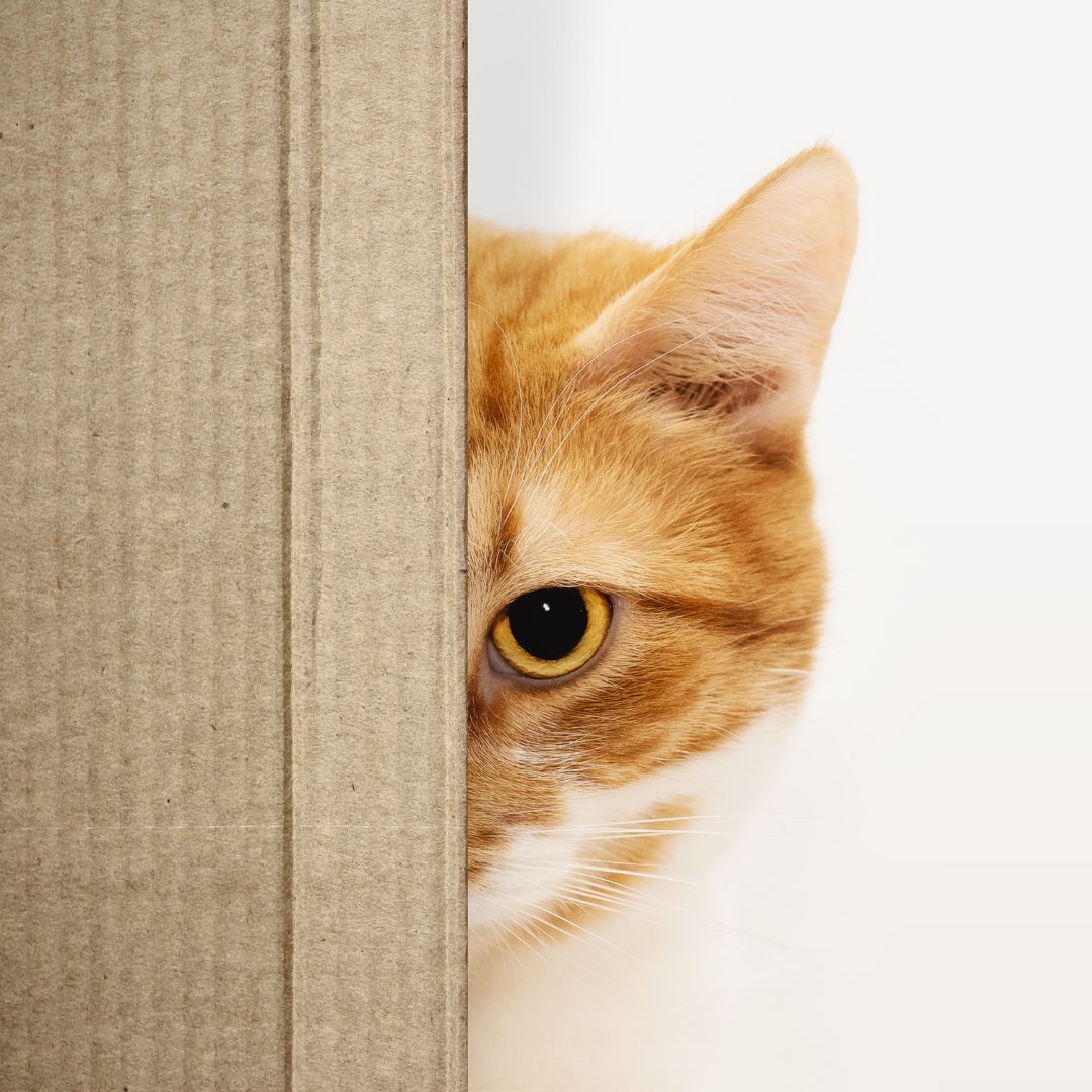 Cat Sitter Tips: Important Things to Watch for When Cat Sitting