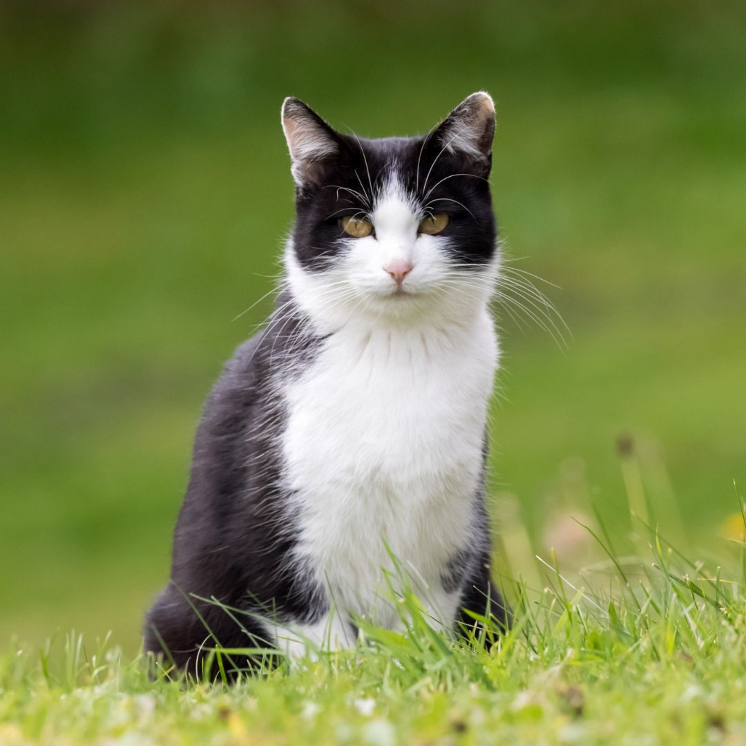 Cat Sitter Tips: Important Things to Watch for When Cat Sitting