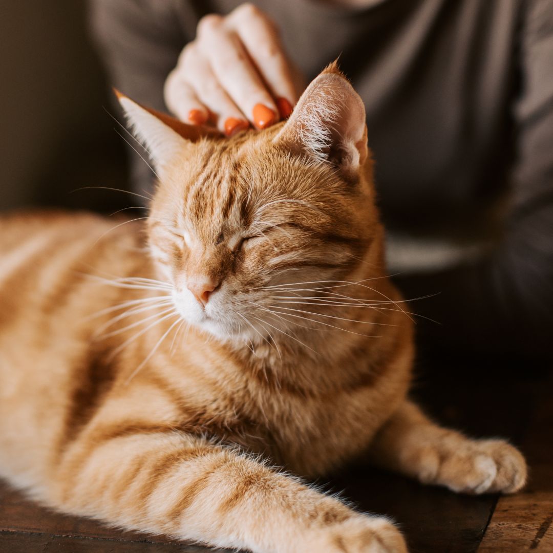 Why Cat in a Flat Is the Best Cat Sitting Service for You and Your Cat