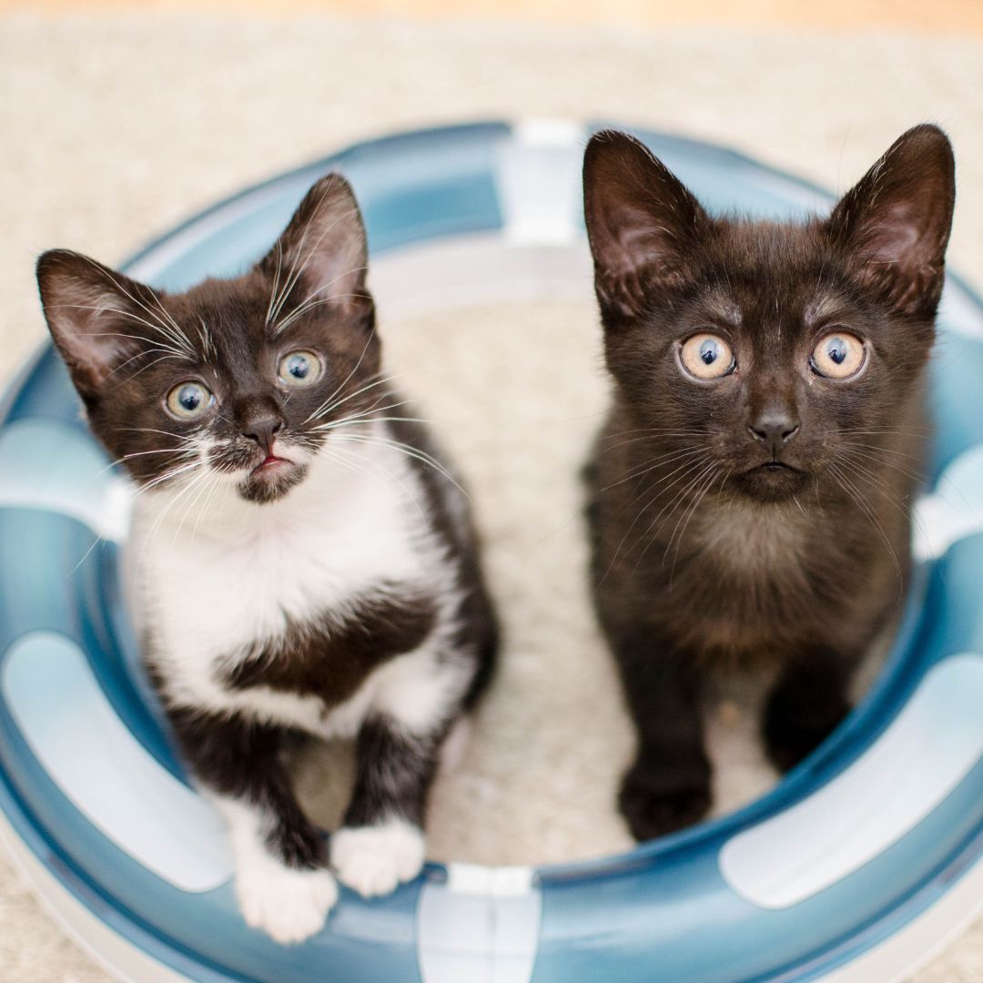 Katten met een Persoonlijkheid: Zijn Poezen of Katers Juist Agressief?
