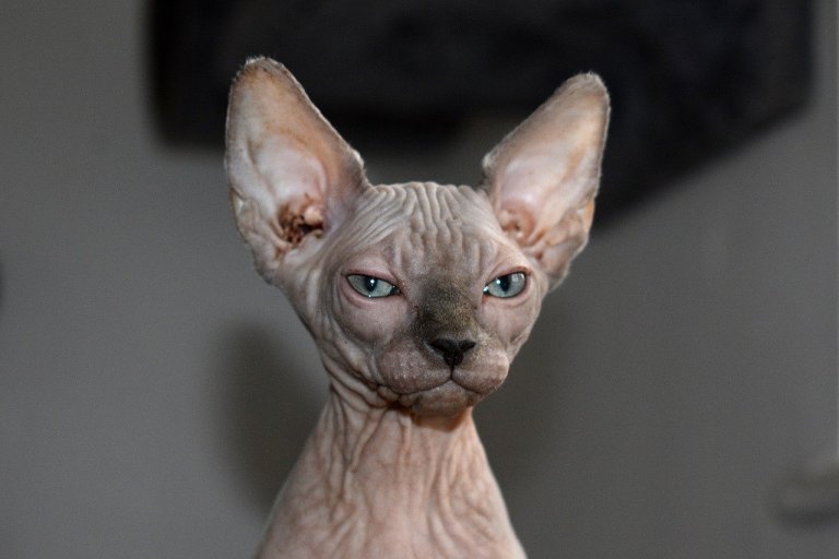 Steckbrief Sphynx Katzen