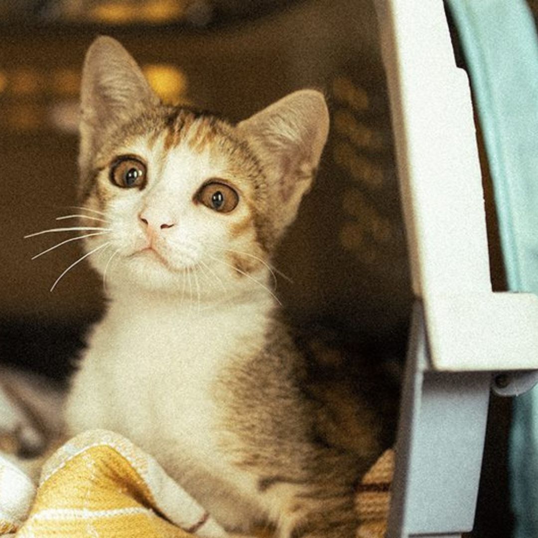 Why, When, and How to Vaccinate Your Cat