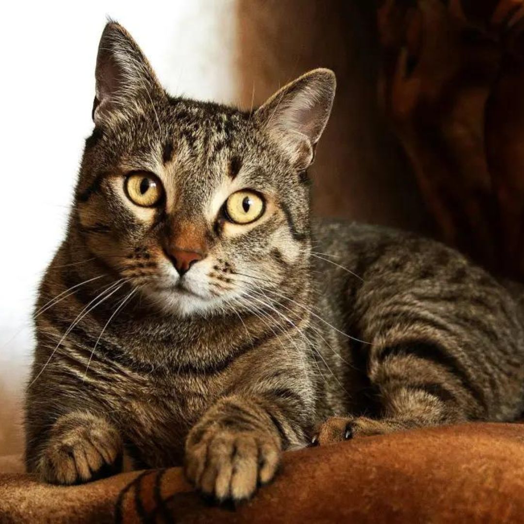 Popular Feline Myths: Do Cats Really Have Nine Lives?