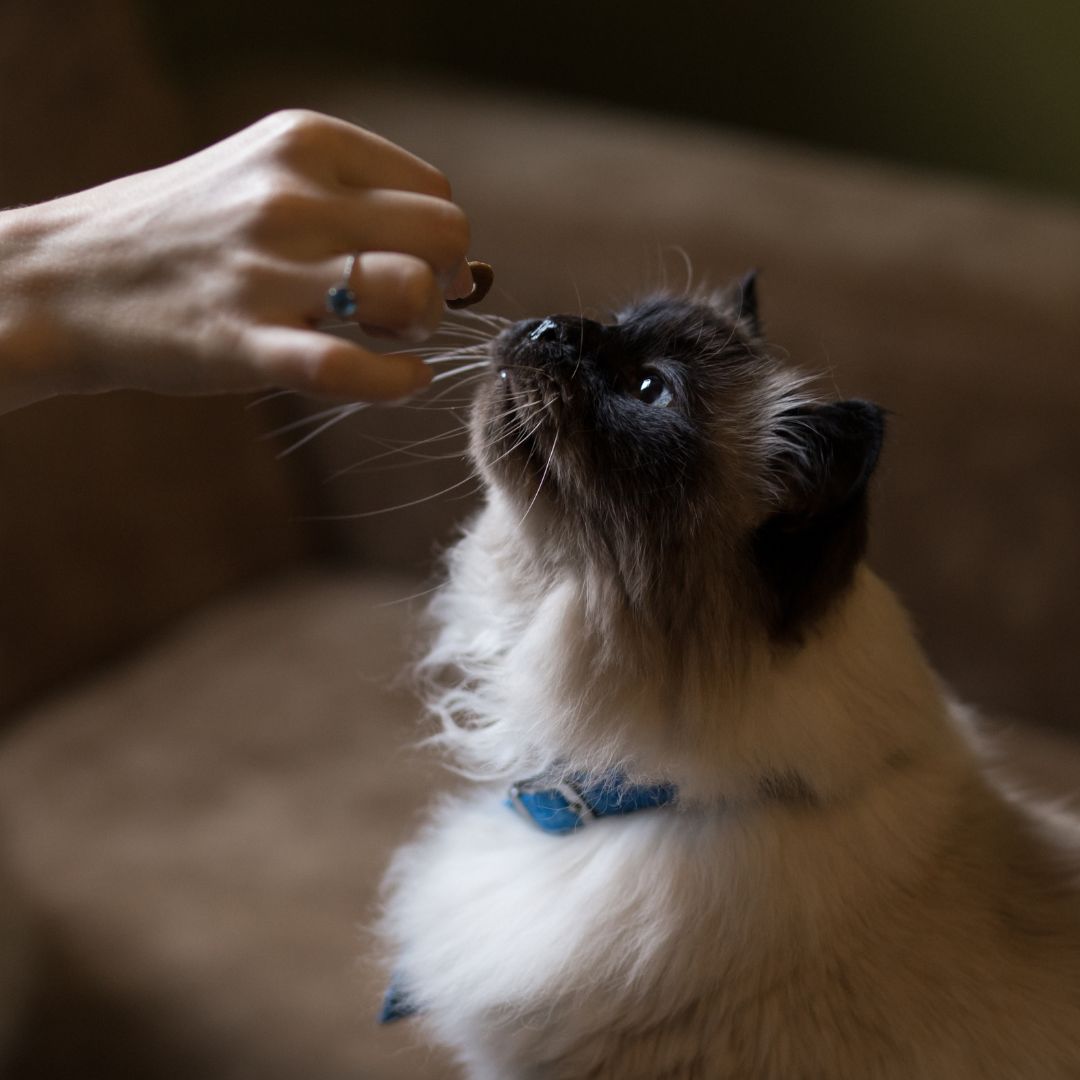Holy Himalaya! Everything You Need to Know about the Himalayan Cat Breed