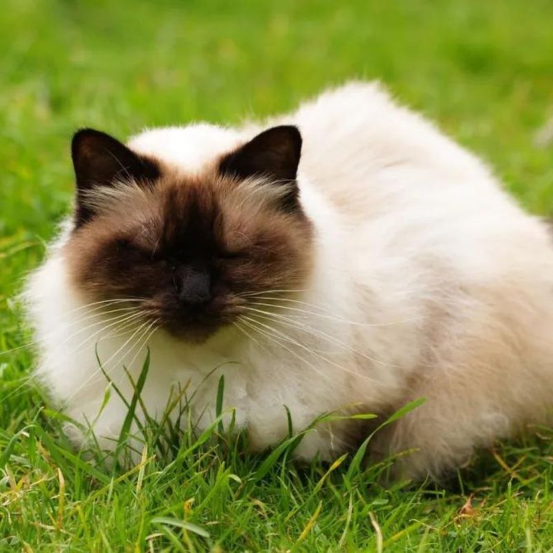Holy Himalaya! Everything You Need to Know about the Himalayan Cat Breed