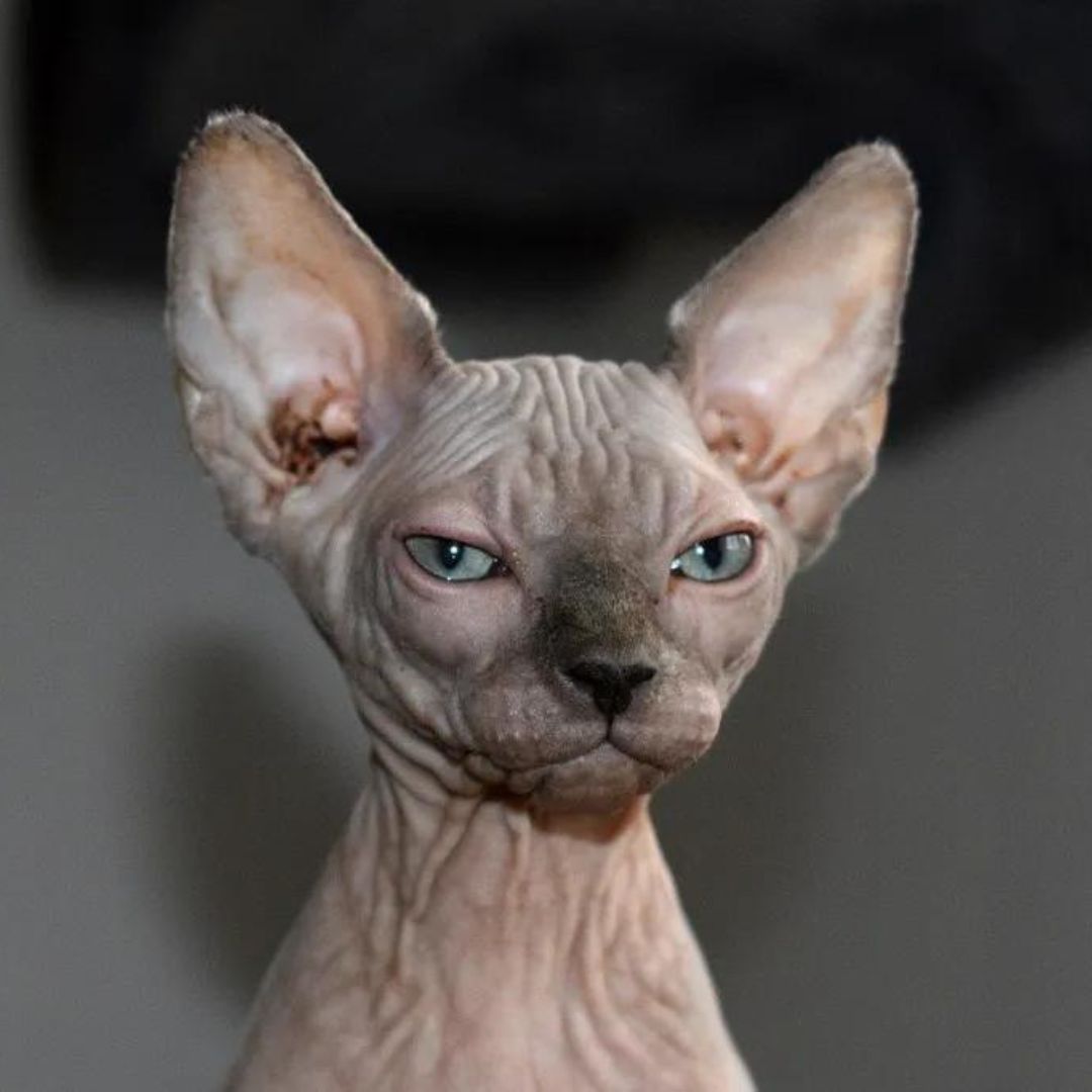 Spectacular Sphynx! Everything You Need to Know about Sphynx Cats