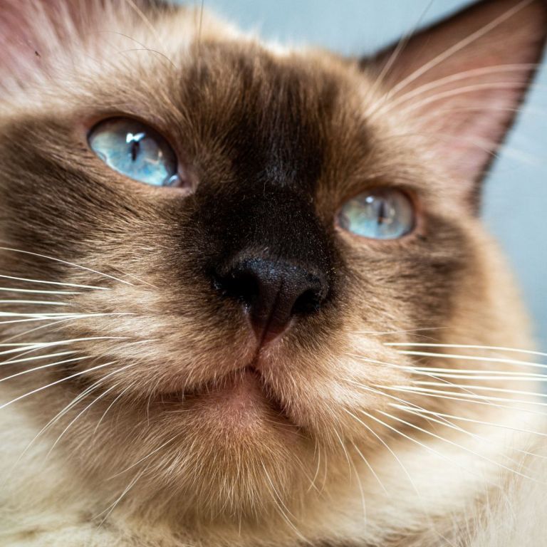 Holy Himalaya! Everything You Need to Know about the Himalayan Cat Breed