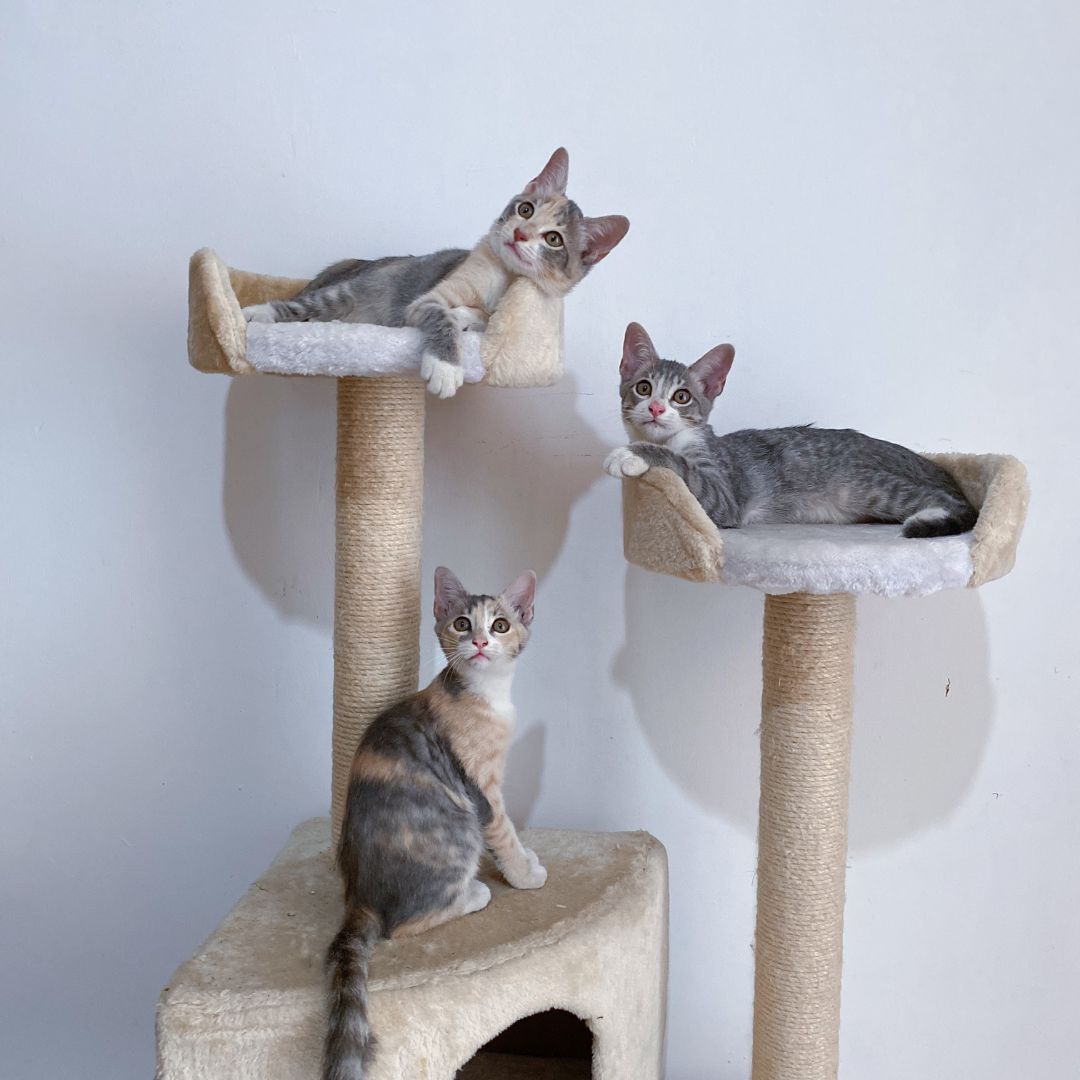 The Ultimate Cat Sitter’s Guide to Caring for a Multi-Cat Household