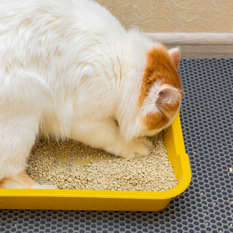 The Big Scoop: How to Know if a Cat Has Healthy Poop (And Toilet Routine)
