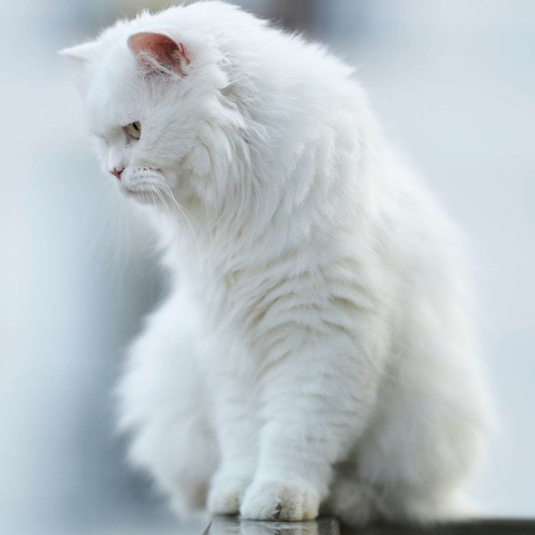 4 Reasons Why Cats Like to Knock Things off Tables (And How to Stop It)