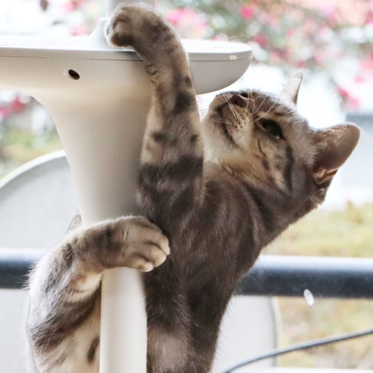 4 Reasons Why Cats Like to Knock Things off Tables (And How to Stop It)