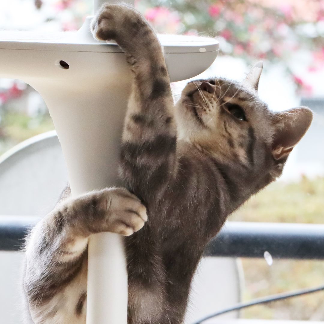 4 Reasons Why Cats Like to Knock Things off Tables (And How to Stop It)